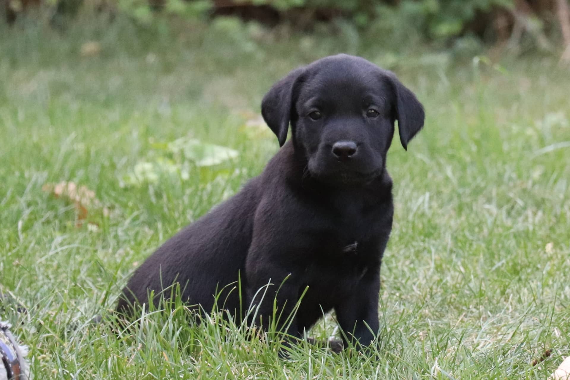 Skovly Gundogs Alfa - Kennel Kettners Bullmastiff & Skovly Gundogs ...