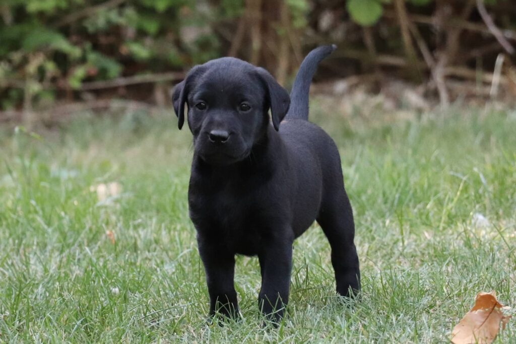 Hvalpe - Labrador Archive - Kennel Kettners Bullmastiff & Skovly ...