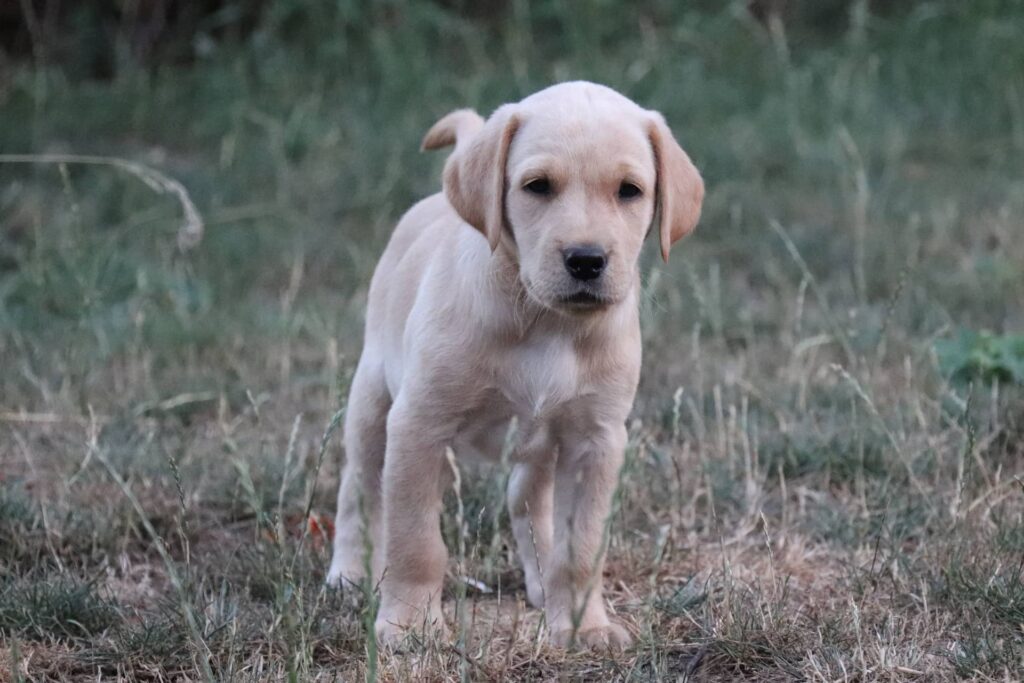 Hvalpe - Labrador Archive - Kennel Kettners Bullmastiff & Skovly ...
